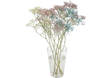 Gipsofilija, 1 vnt. | BARBORA