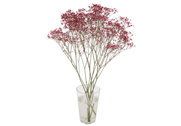 Gipsofilija, 1 vnt. | BARBORA